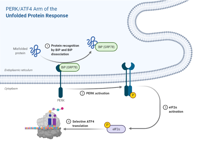 Activating the Unfolded Protein Response: PERK-ATF4 Signaling ...