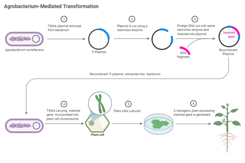Agrobacterium-Mediated Transformation | BioRender Science Templates