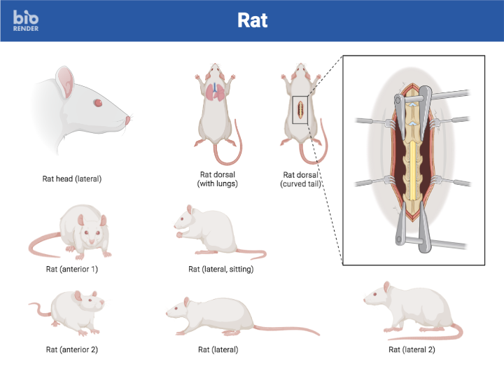 Icon Pack - Rat | BioRender Science Templates