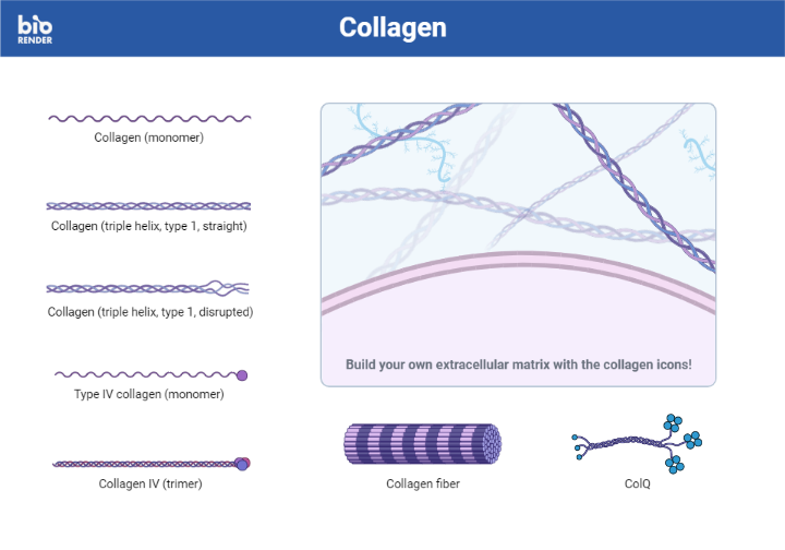 Icon Pack - Collagen | BioRender Science Templates
