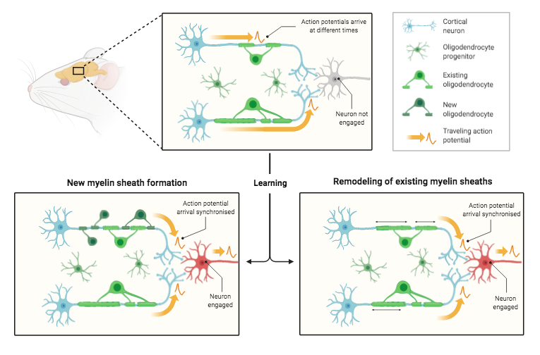 Myelin Sheath Formation and Remodeling in Learning | BioRender Science ...