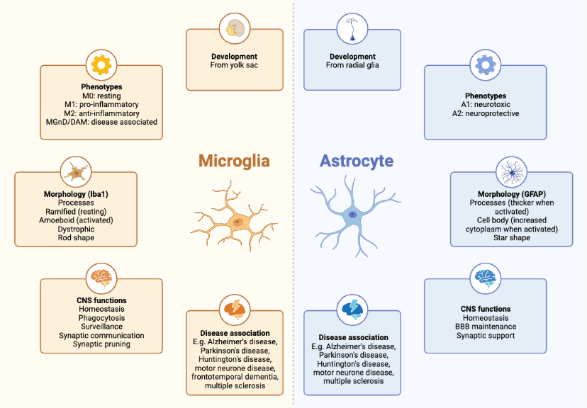 Astrocyte vs Microglia | BioRender Science Templates