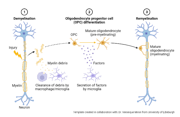 Remyelination | BioRender Science Templates