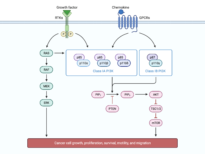 PI3K Pathway in Cancer | BioRender Science Templates