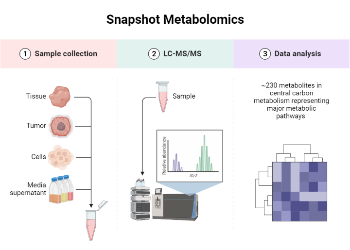 Snapshot Metabolomics | BioRender Science Templates