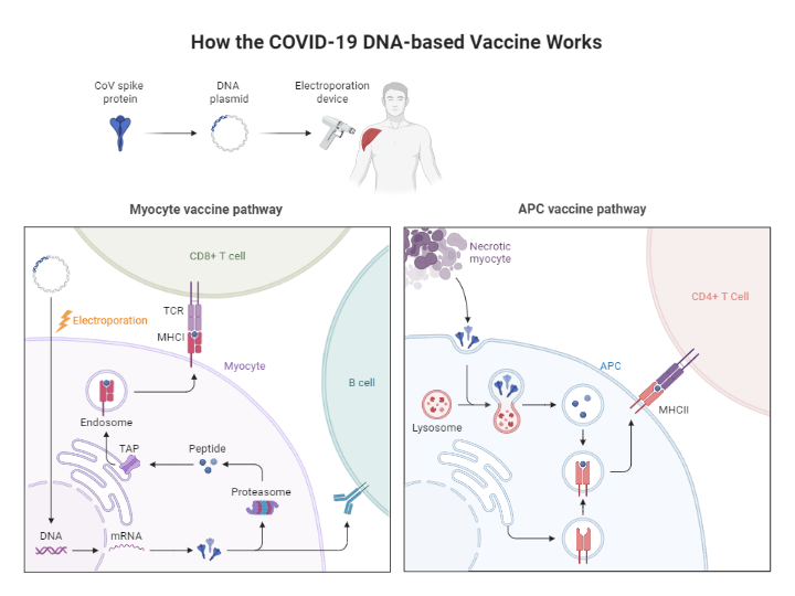 COVID-19 DNA-Based Vaccine | BioRender Science Templates