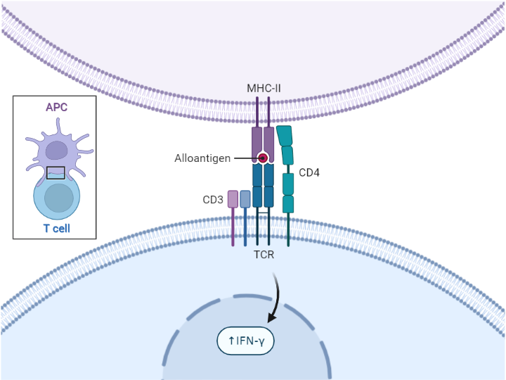 Autocrine Signal Loop | BioRender Science Templates