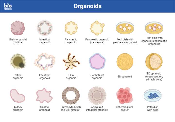 Icon Pack - Organoids | BioRender Science Templates