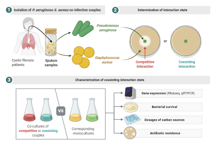 Characterization of Coexisting Interaction Between P. aeruginosa and S ...