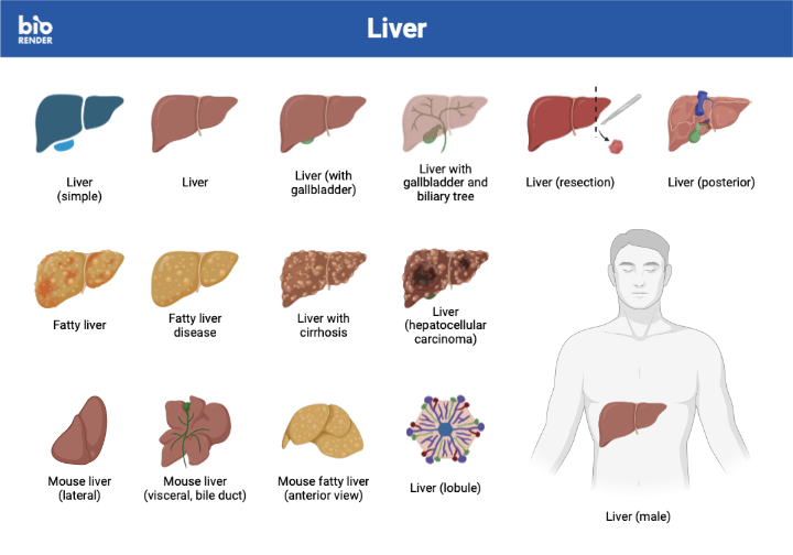 Icon Pack - Liver | BioRender Science Templates
