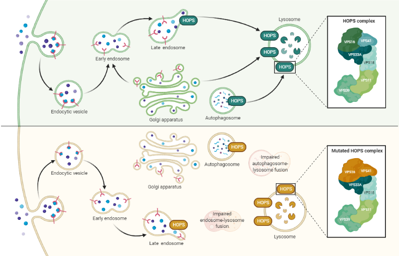 Mutation of HOPS Complex Subunits | BioRender Science Templates