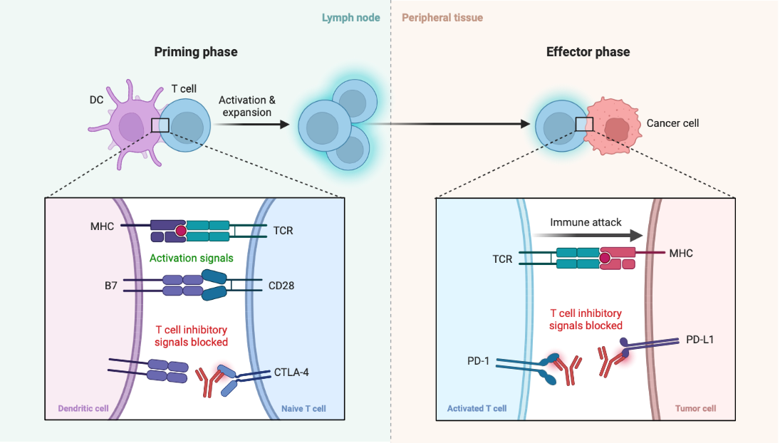 Blockade Of Ctla 4 Or Pd 1 Signaling In Tumor Immunotherapy Biorender