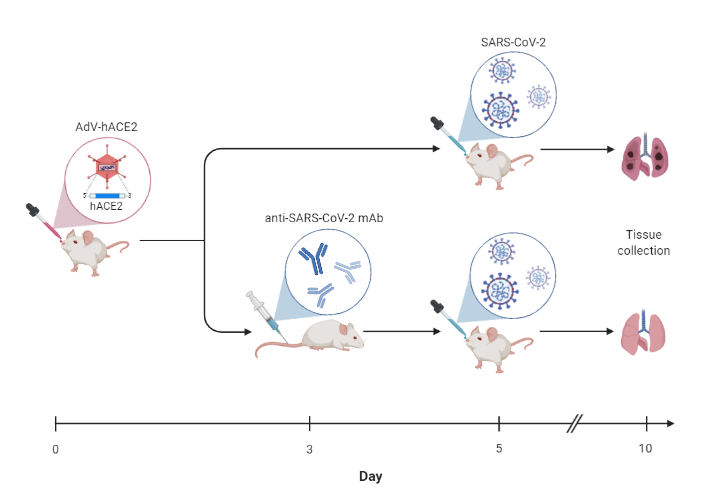 SARS-CoV-2 Mouse Model Timeline | BioRender Science Templates SARS-CoV-2 Mouse Model Timeline | BioRender Science Templates