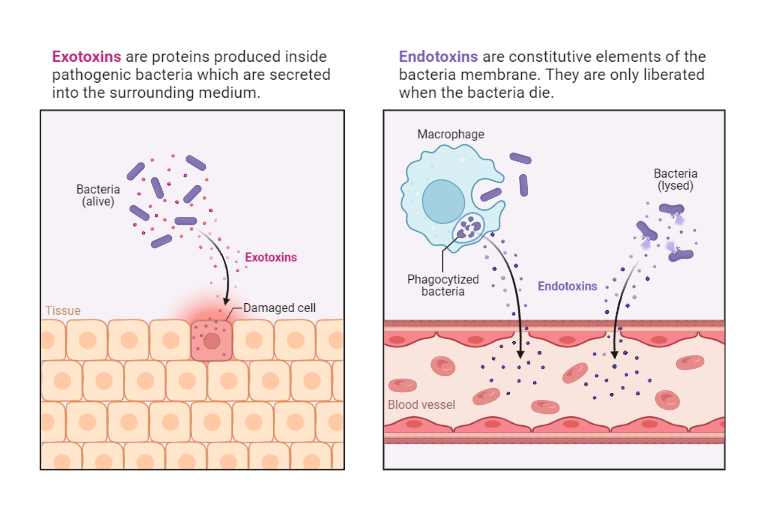 Exotoxins vs Endotoxins | BioRender Science Templates