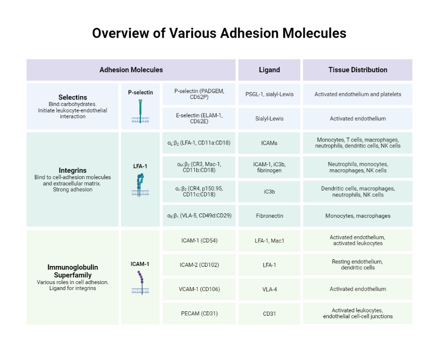 Overview of Various Adhesion Molecules | BioRender Science Templates