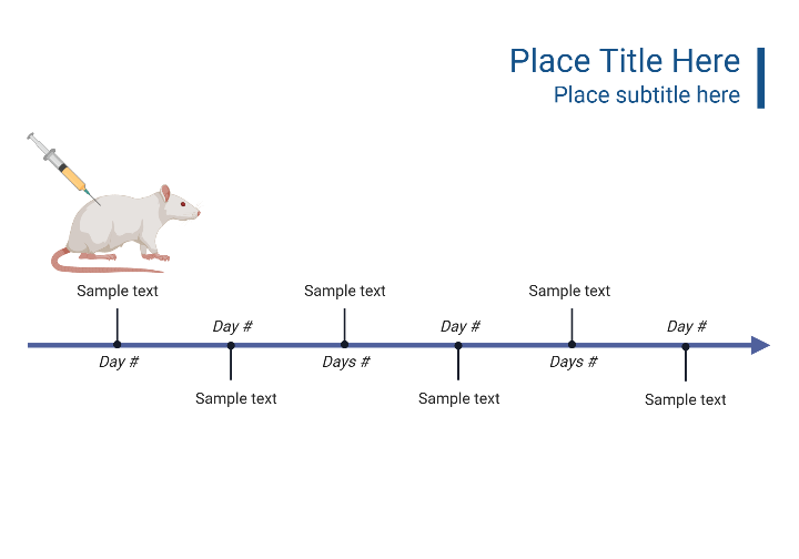 Rat Timeline (Layout) | BioRender Science Templates Rat Timeline (Layout) | BioRender Science Templates