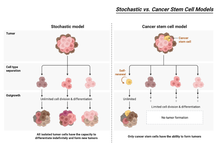 Stochastic Vs Cancer Stem Cell Models Biorender Science Templates