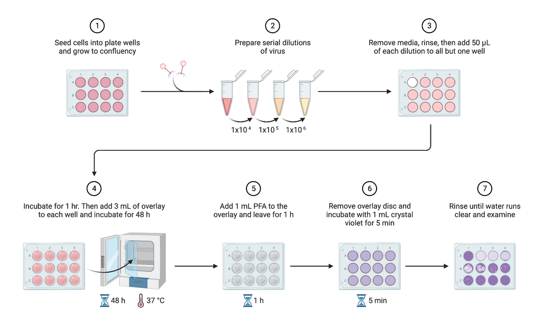Viral Plaque Assay Protocol | BioRender Science Templates
