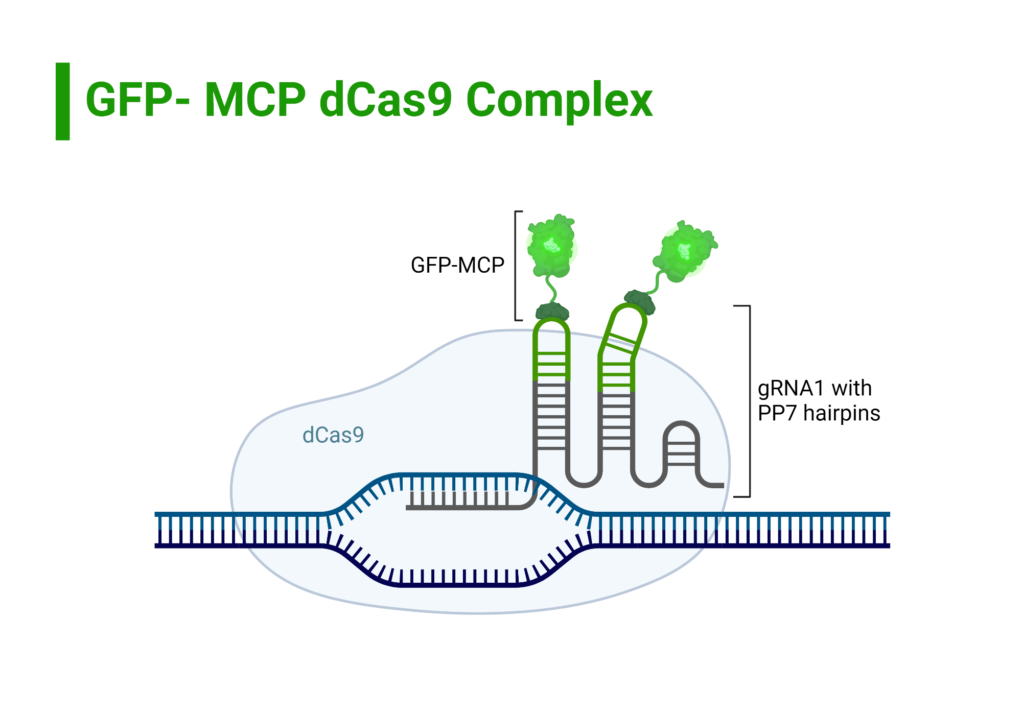 GFP- MCP dCas9 Complex | BioRender Science Templates