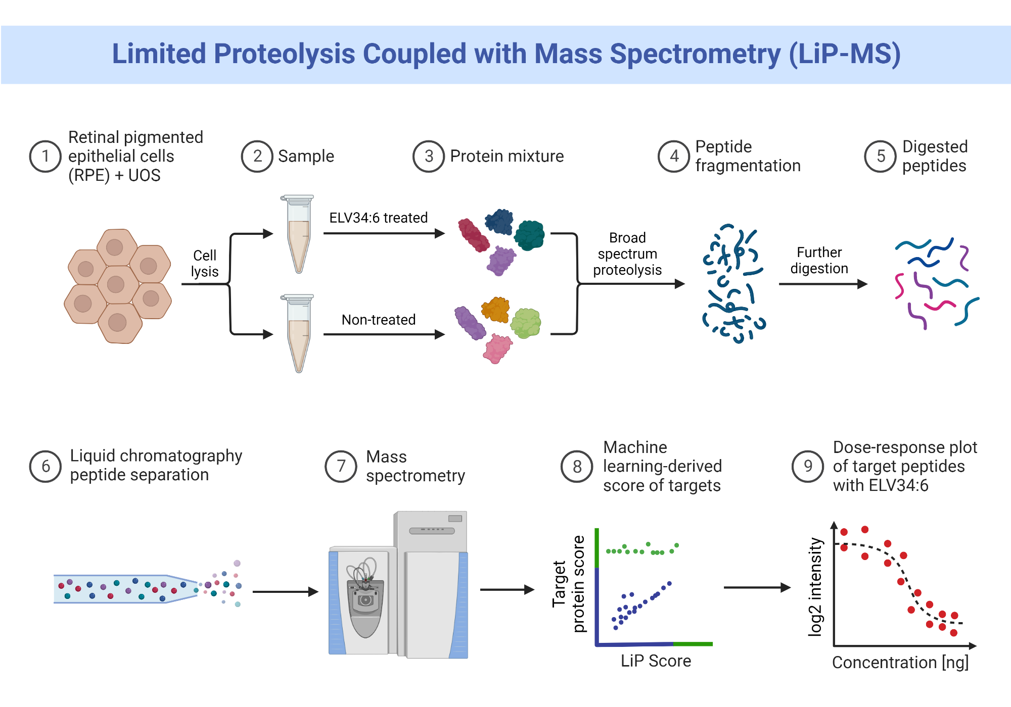 Limited Proteolysis Coupled with Mass Spectrometry (LiP-MS) | BioRender ... Limited Proteolysis Coupled with Mass Spectrometry (LiP-MS) | BioRender ...