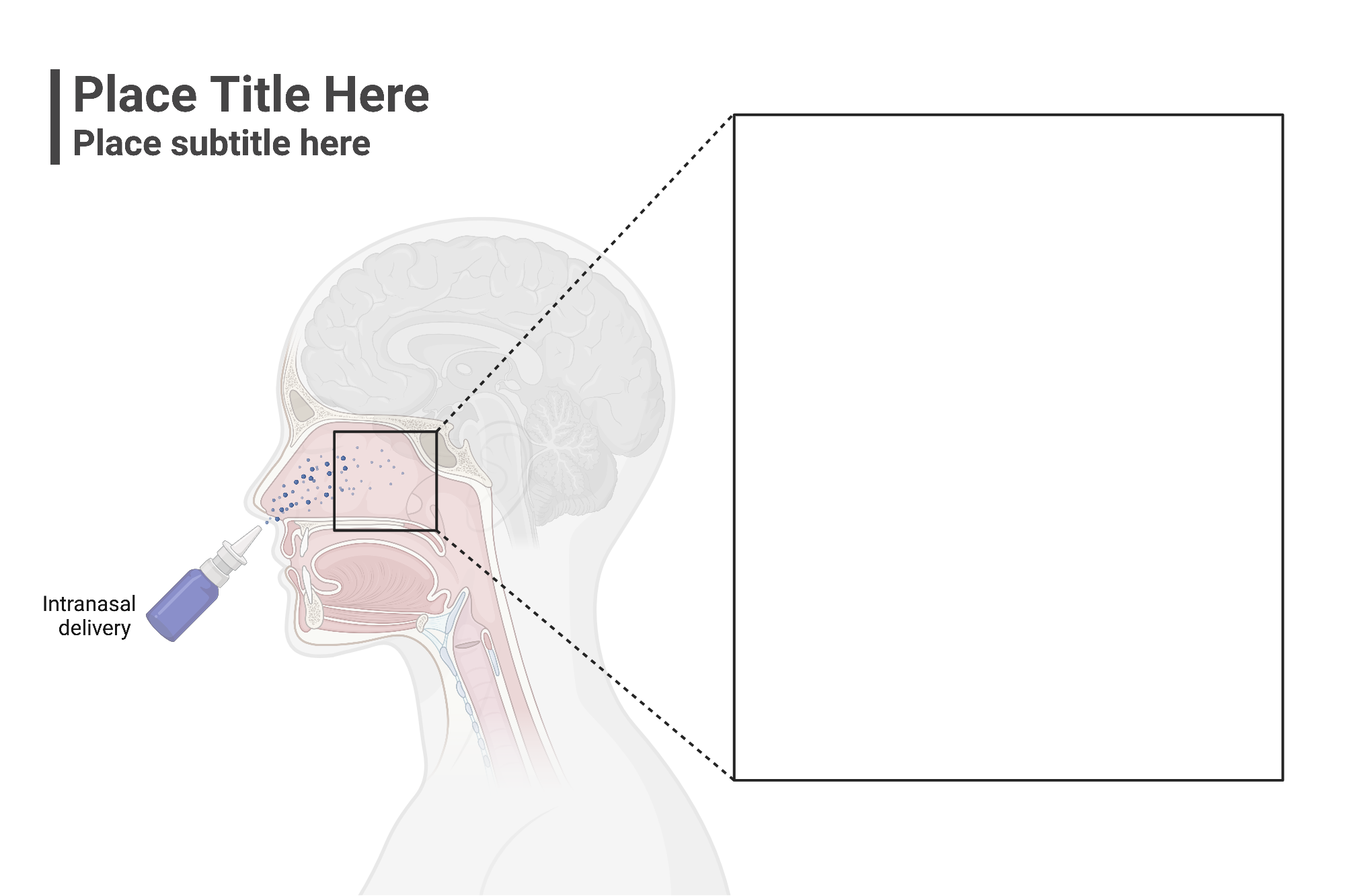 Nose-to-Brain Biomolecule Delivery with Callout (Layout) | BioRender ...