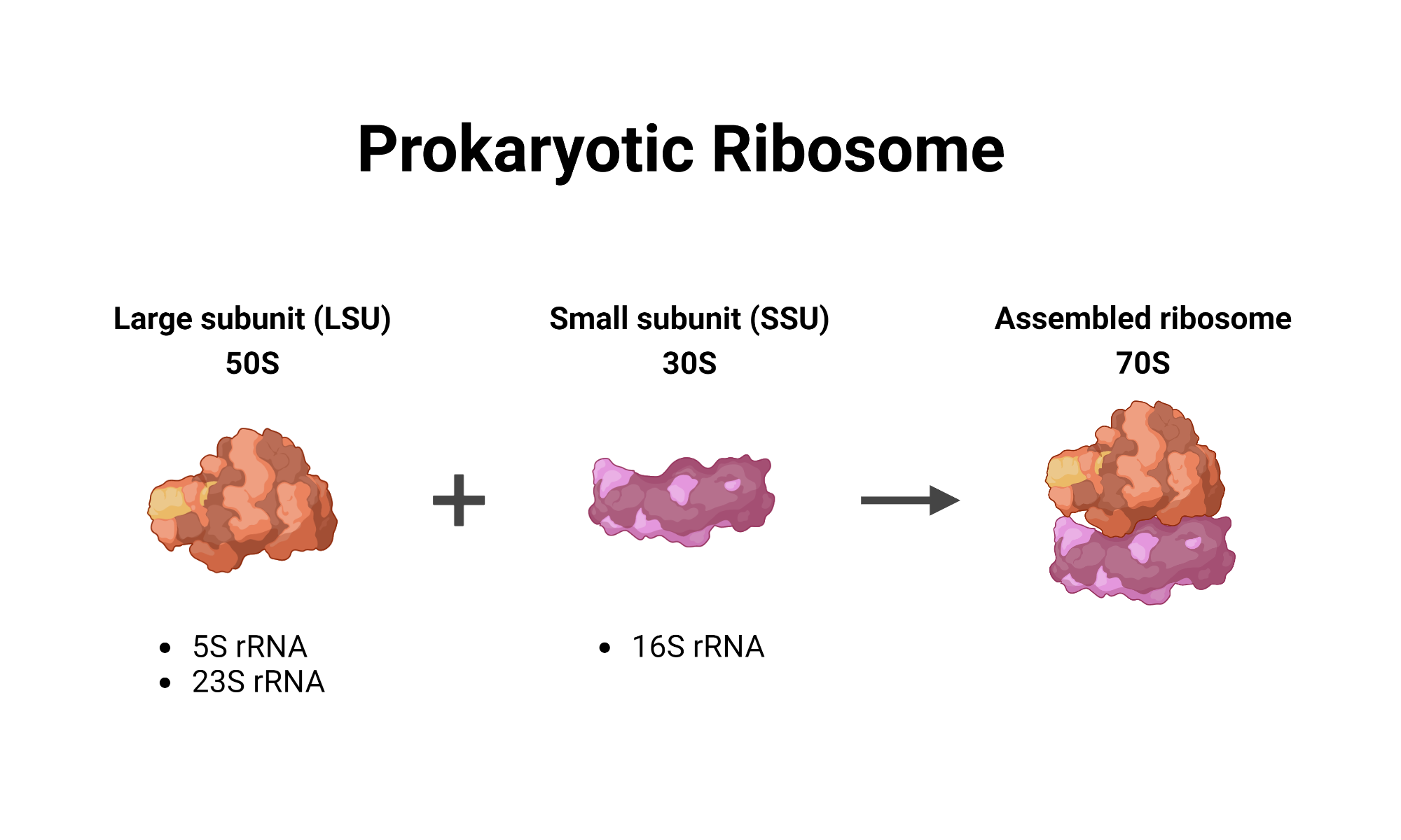 Prokaryotic Ribosome BioRender Science Templates Prokaryotic Ribosome BioRender Science Templates