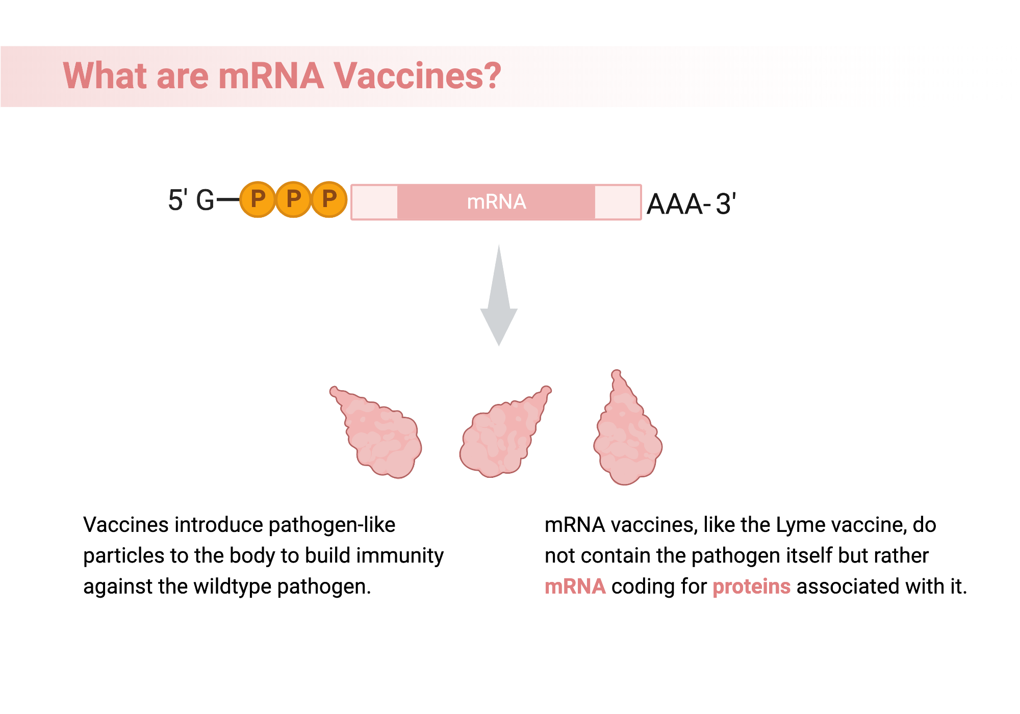 What are mRNA Vaccines? | BioRender Science Templates