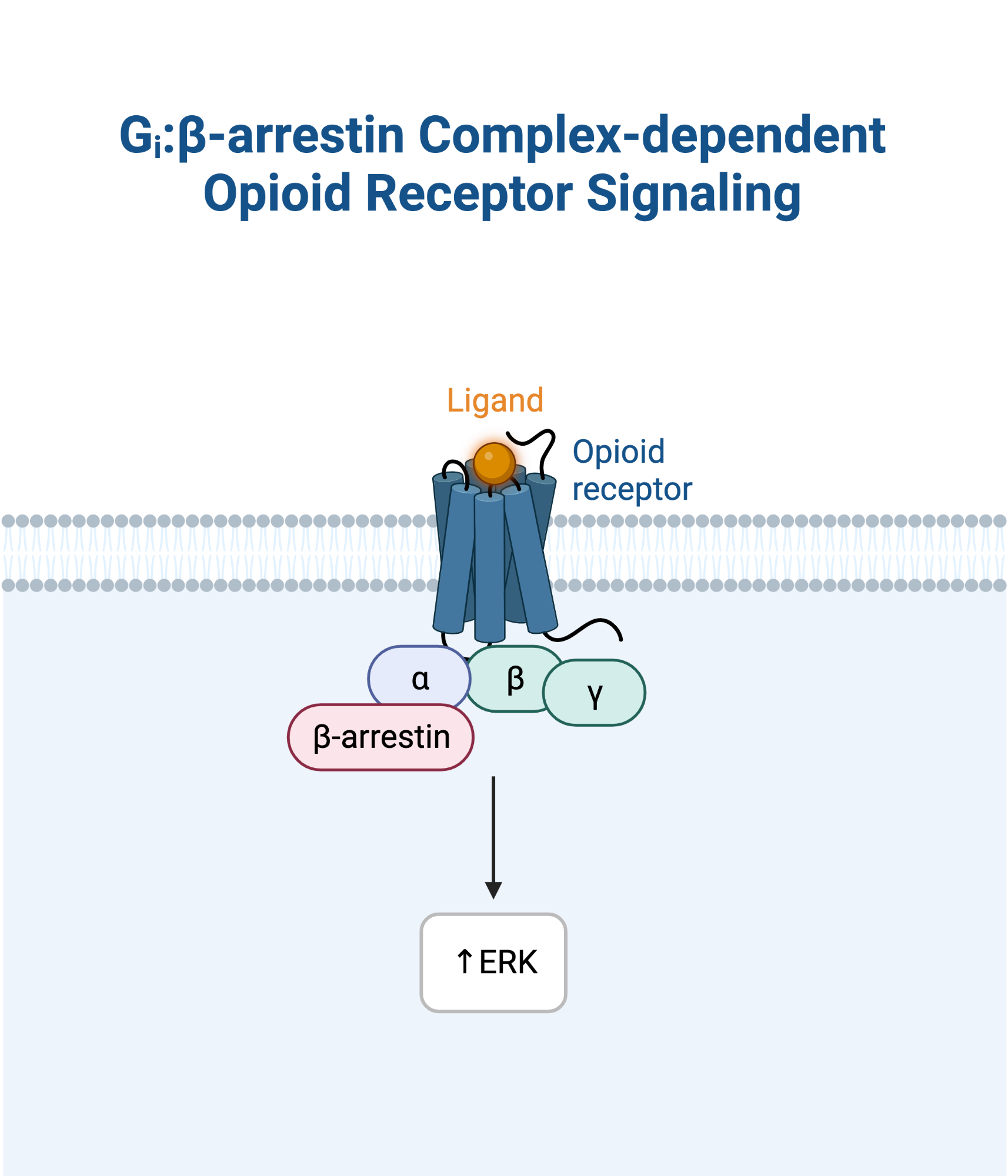 Gi:β-arrestin Complex-dependent Opioid Receptor Signaling | BioRender ...