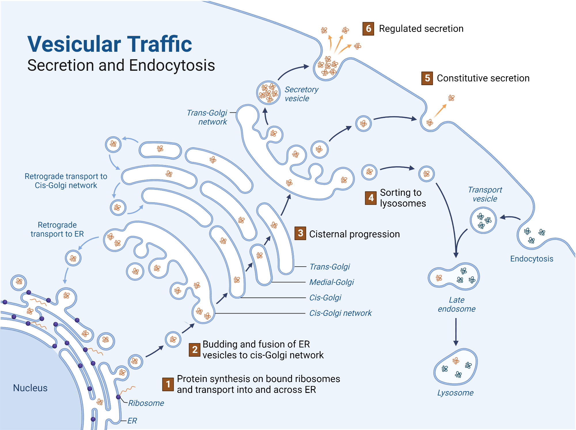 Vesicular Traffic | BioRender Science Templates