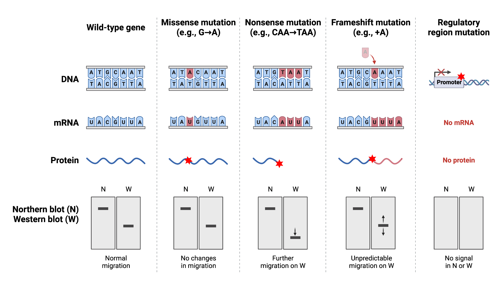 Effects of Common Mutations in Gel Migration | BioRender Science Templates