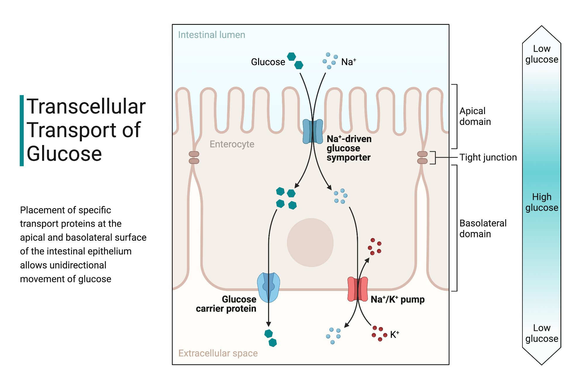 Transcellular Transport of Glucose | BioRender Science Templates