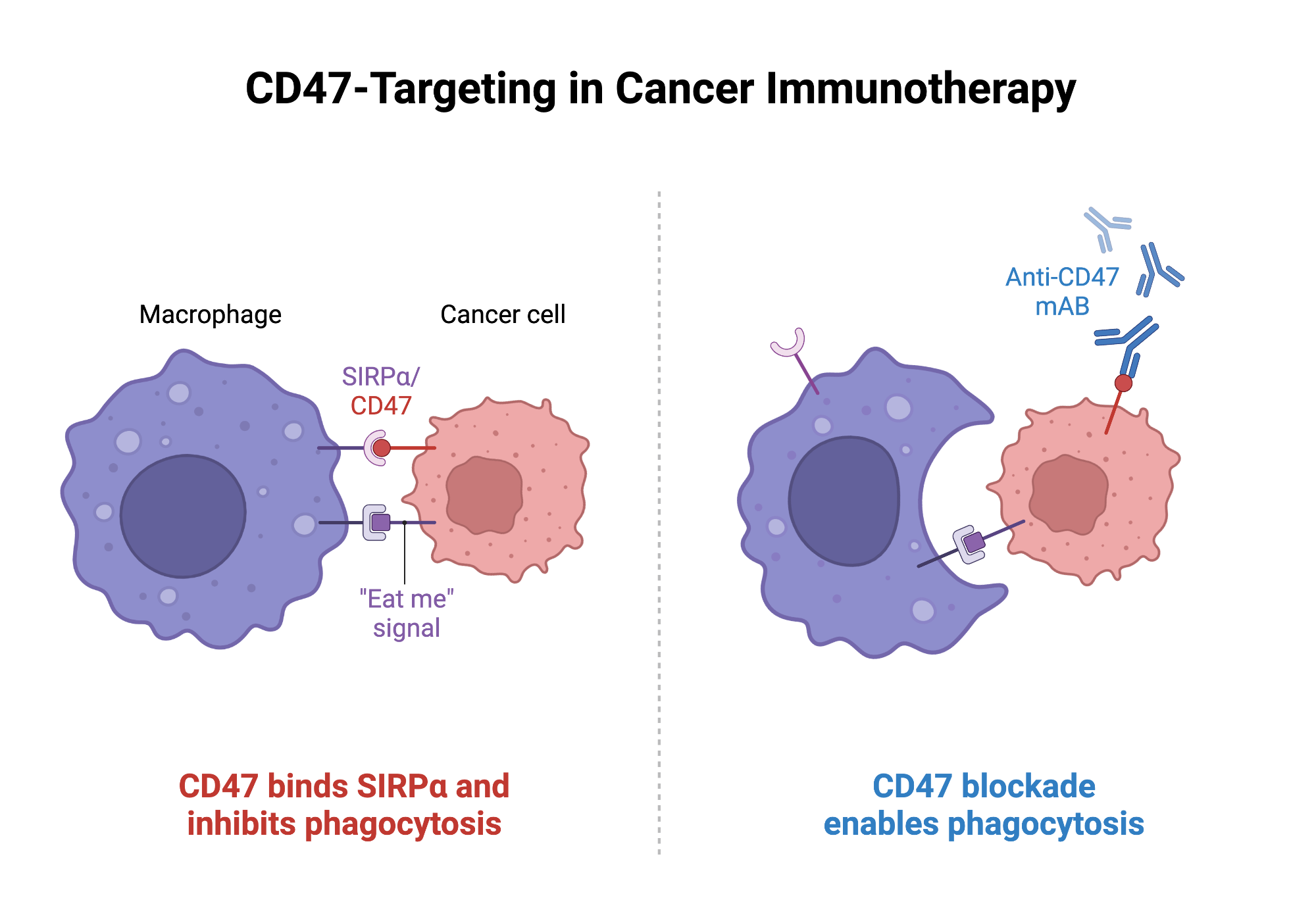 CD47-Targeting in Cancer Immunotherapy | BioRender Science Templates