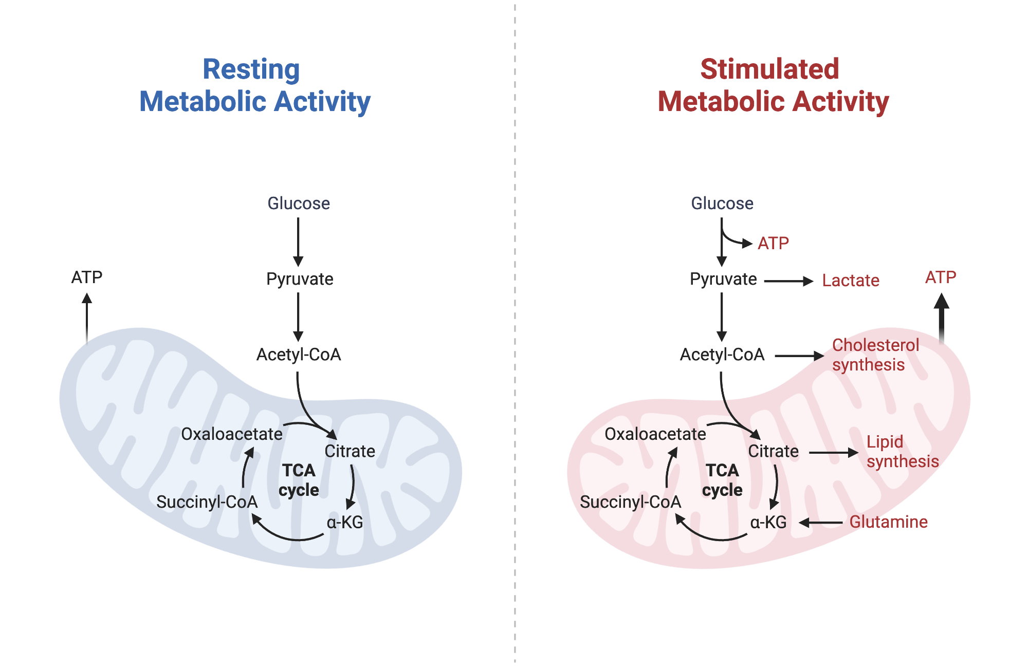 Resting Metabolic Activity vs. Stimulated Metabolic Activity ...