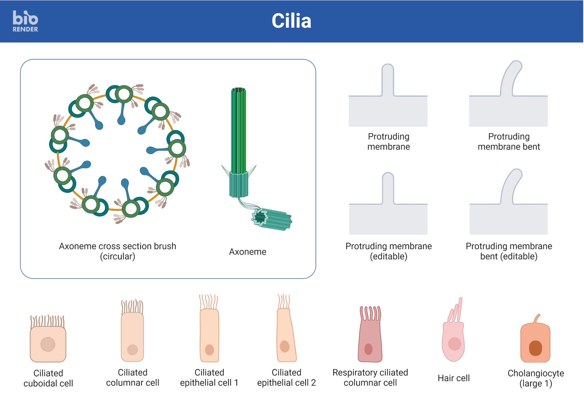 Icon Pack - Cilia | BioRender Science Templates