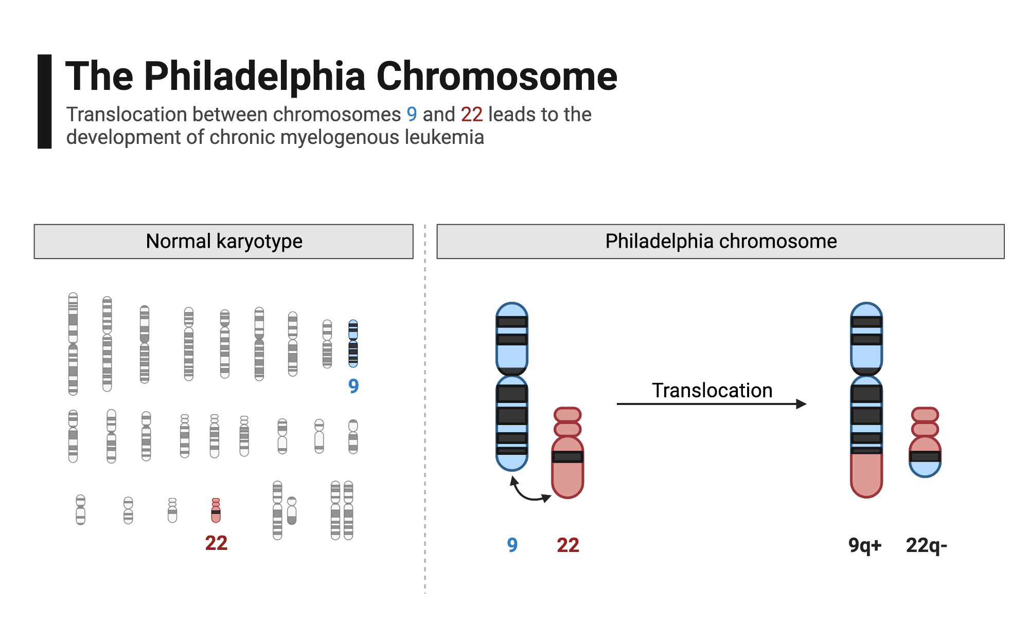 The Philadelphia Chromosome | BioRender Science Templates