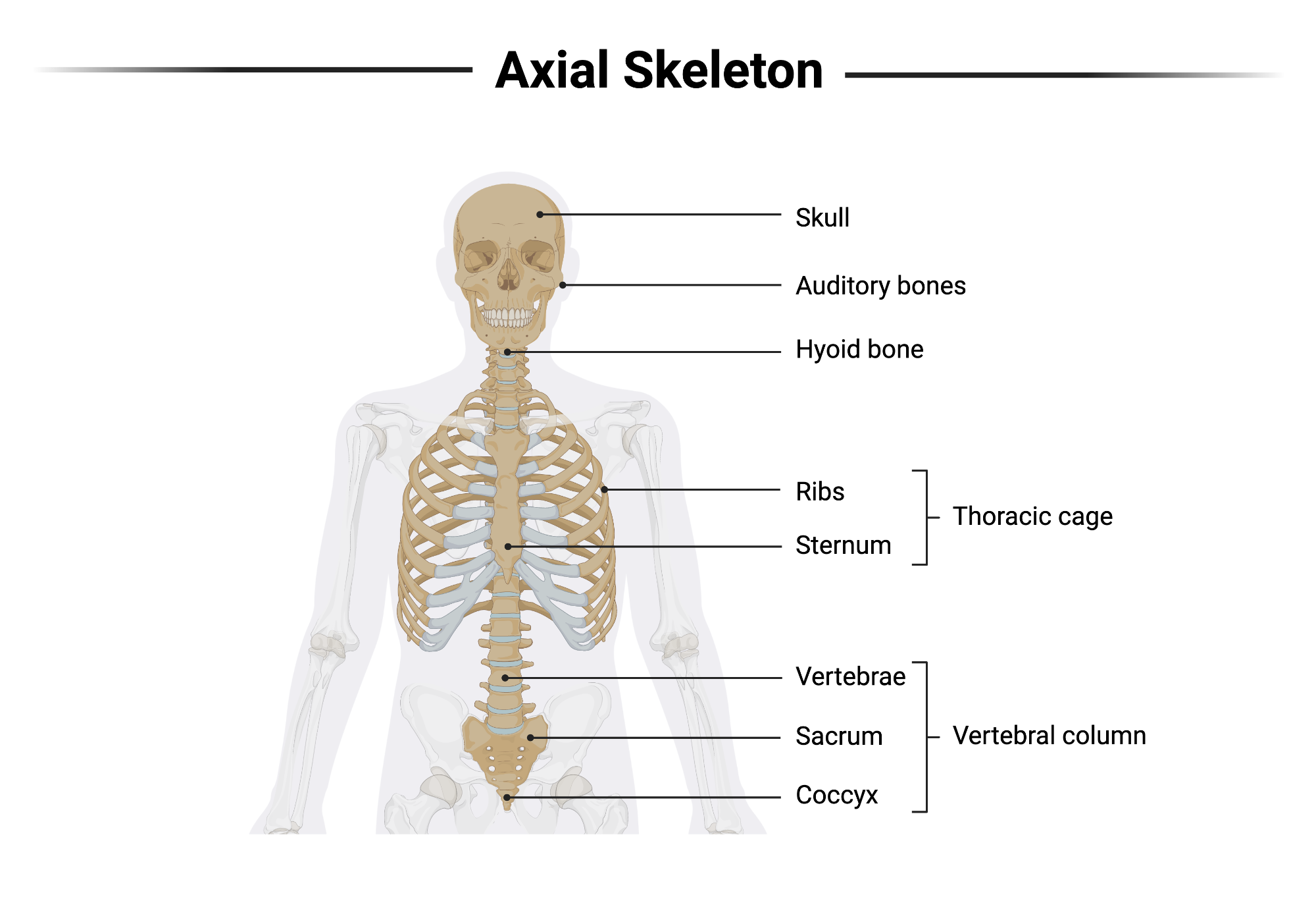 Axial Skeleton BioRender Science Templates Axial Skeleton BioRender Science Templates