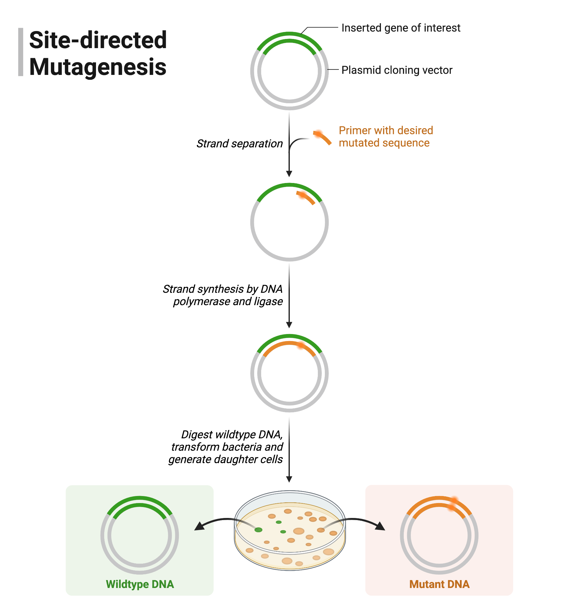 Site-directed Mutagenesis | BioRender Science Templates