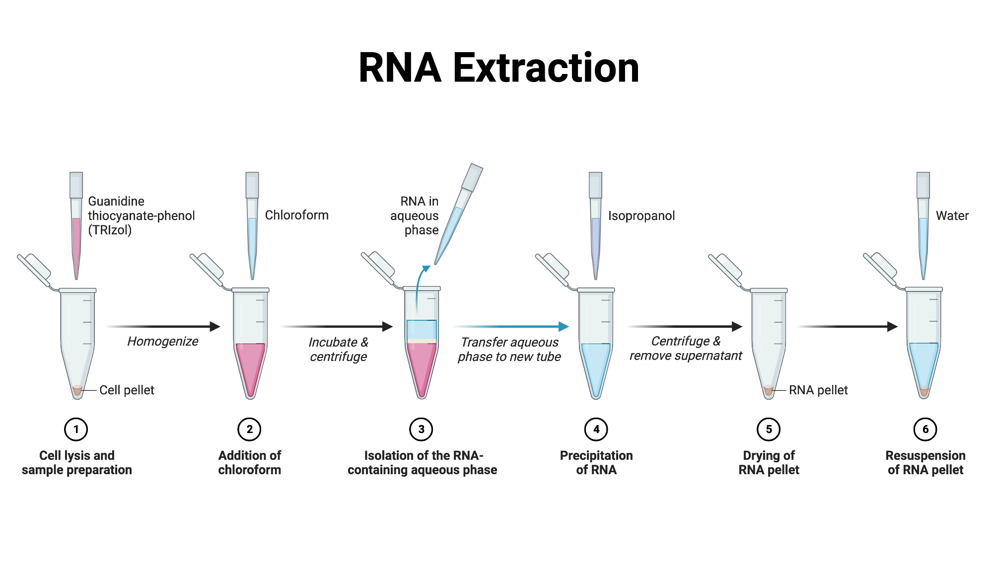 RNA Extraction BioRender Science Templates