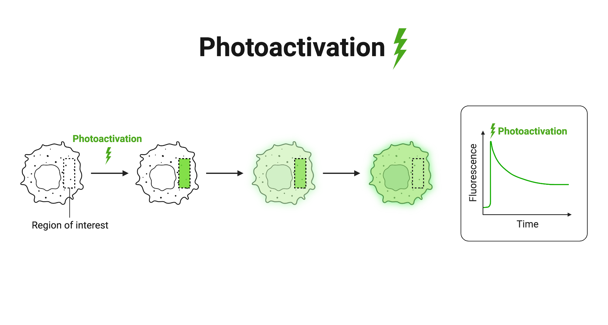 Photoactivation | BioRender Science Templates