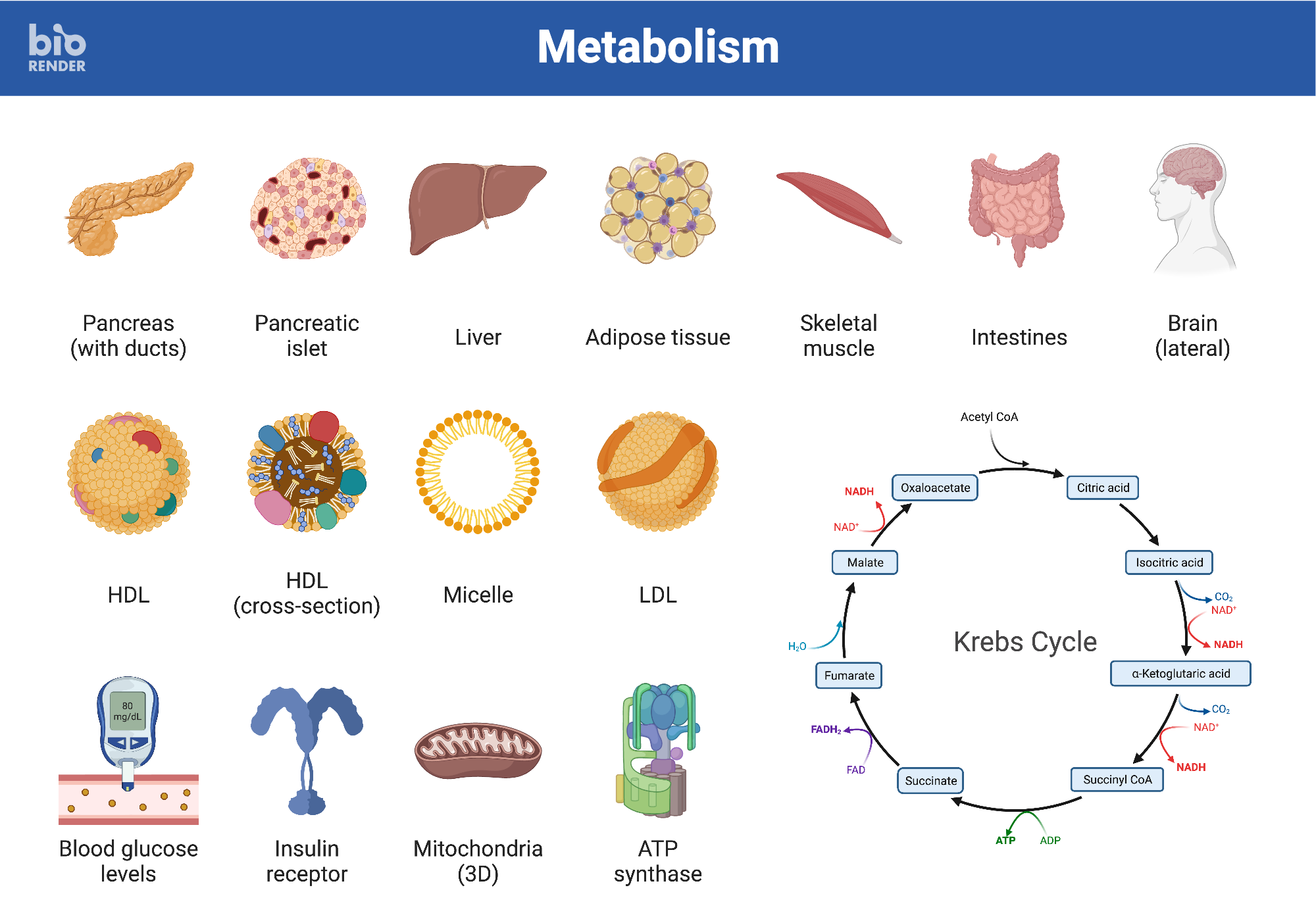 Icon Pack - Metabolism | BioRender Science Templates