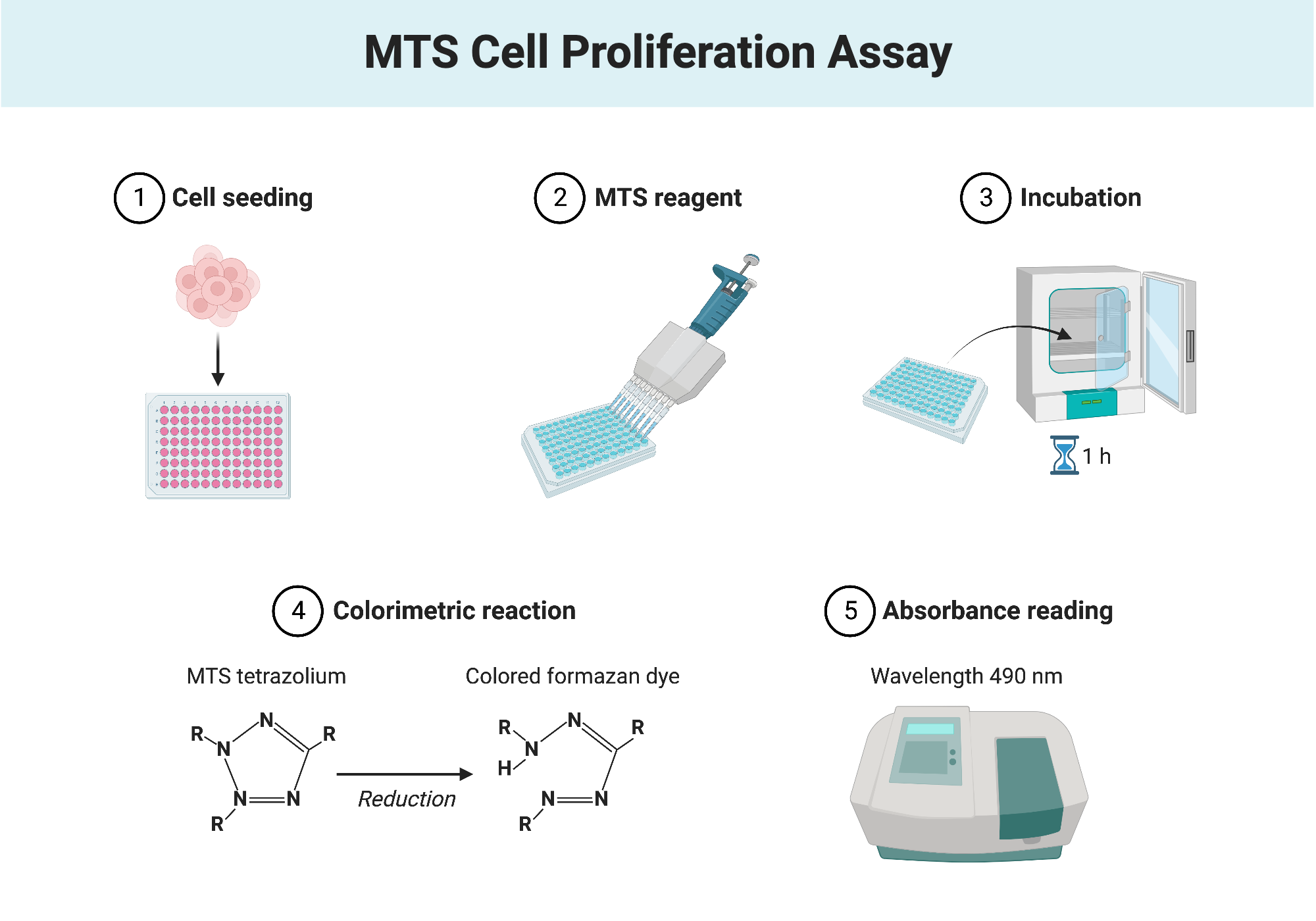 MTS Cell Proliferation Assay BioRender Science Templates