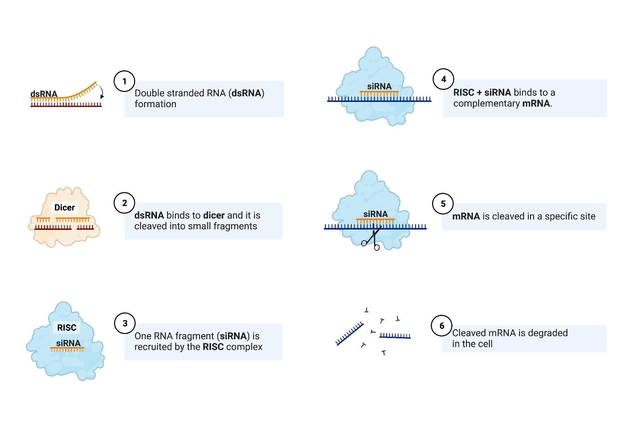 RNAi Mechanism | BioRender Science Templates