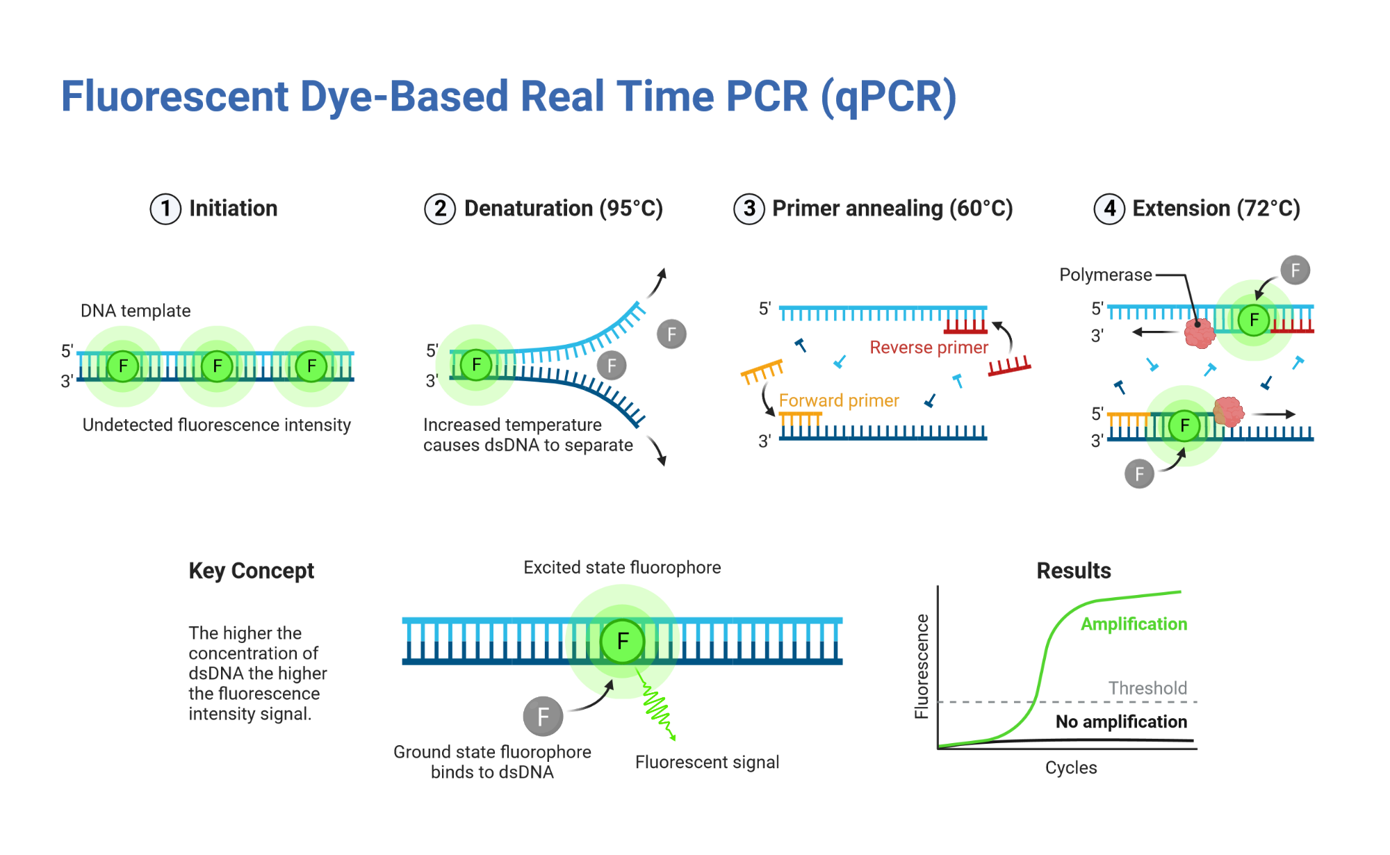 Fluorescent Dye Based Real Time PCR BioRender Science Templates Fluorescent Dye Based Real Time PCR BioRender Science Templates