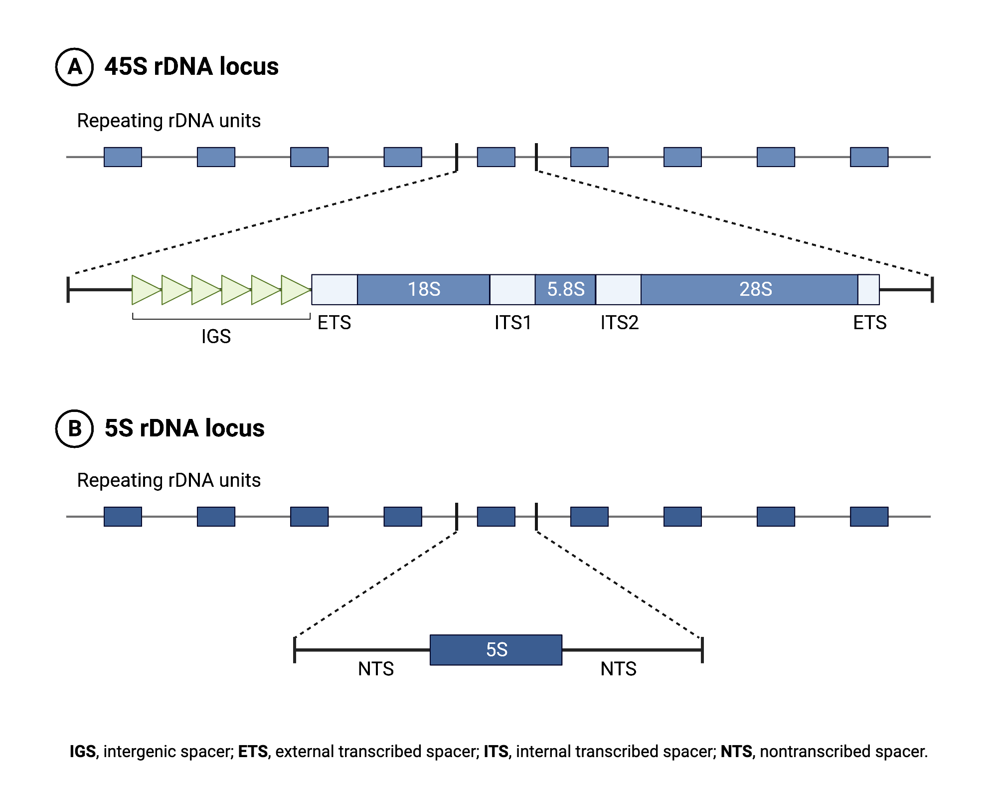 Organization of rRNA Genes in Eukaryotes | BioRender Science Templates