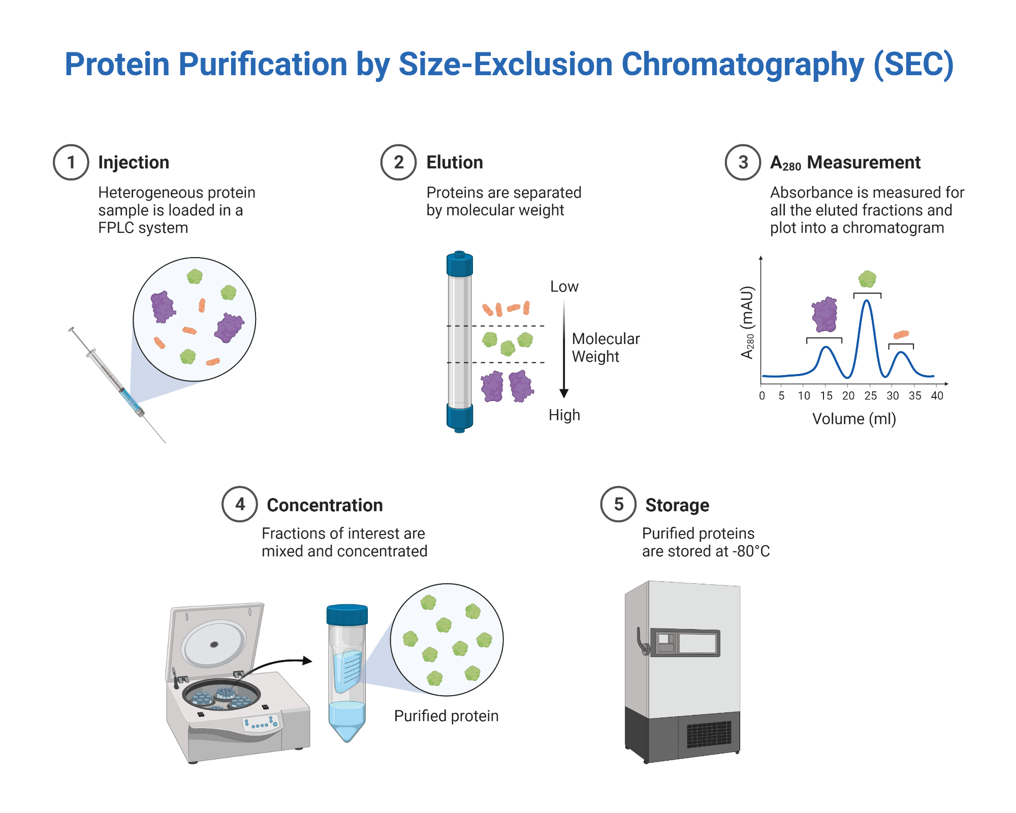 Protein Purification By Size Exclusion Chromatography BioRender Protein Purification By Size Exclusion Chromatography BioRender