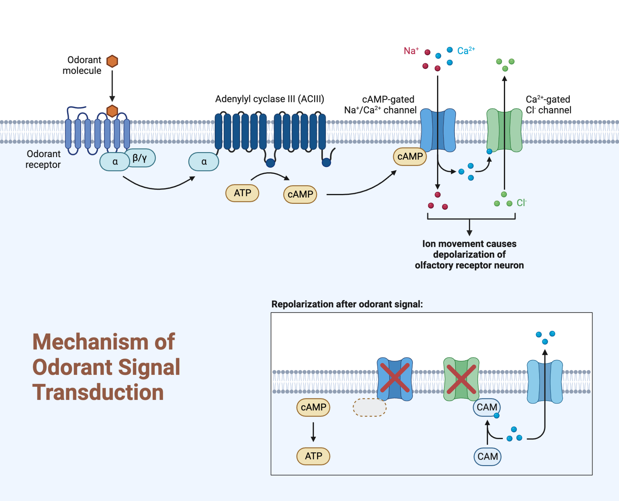 Mechanism of Odorant Signal Transduction | BioRender Science Templates