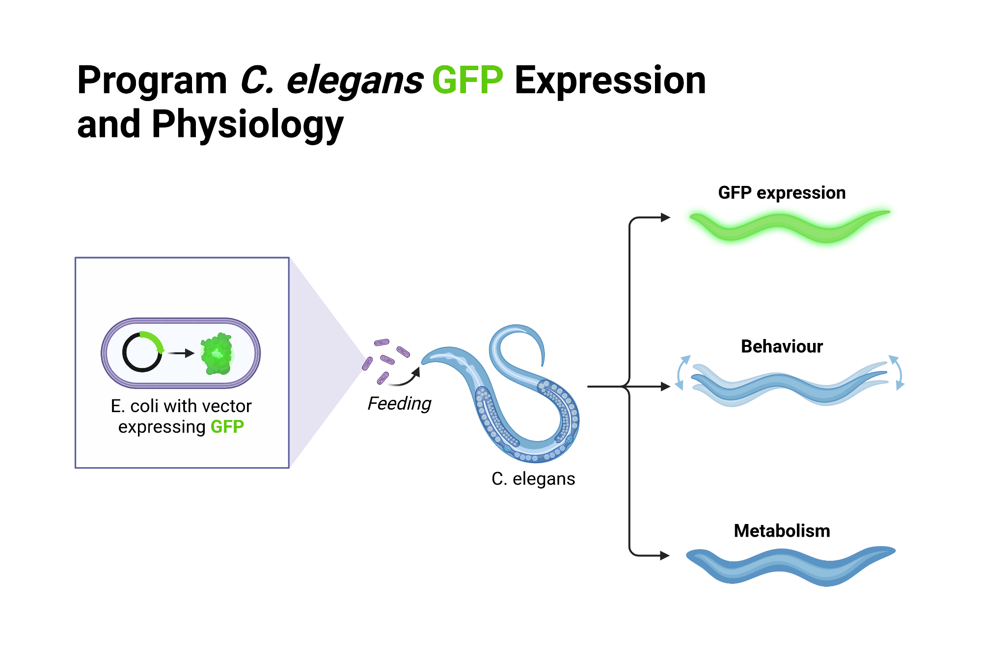 Program C. elegans GFP Expression and Physiology | BioRender Science ...
