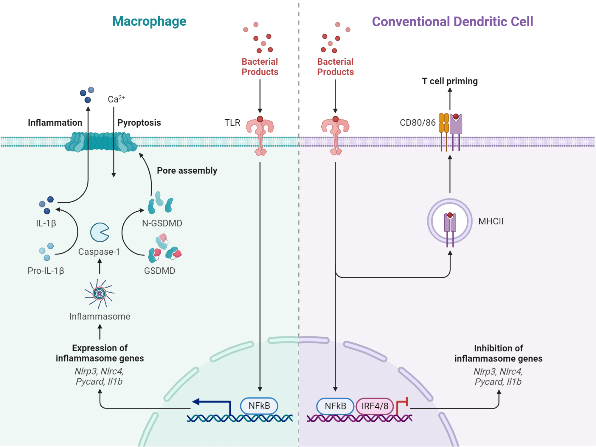 Suppression of Inflammasome by IRF4 and IRF8 is Critical for T Cell ...