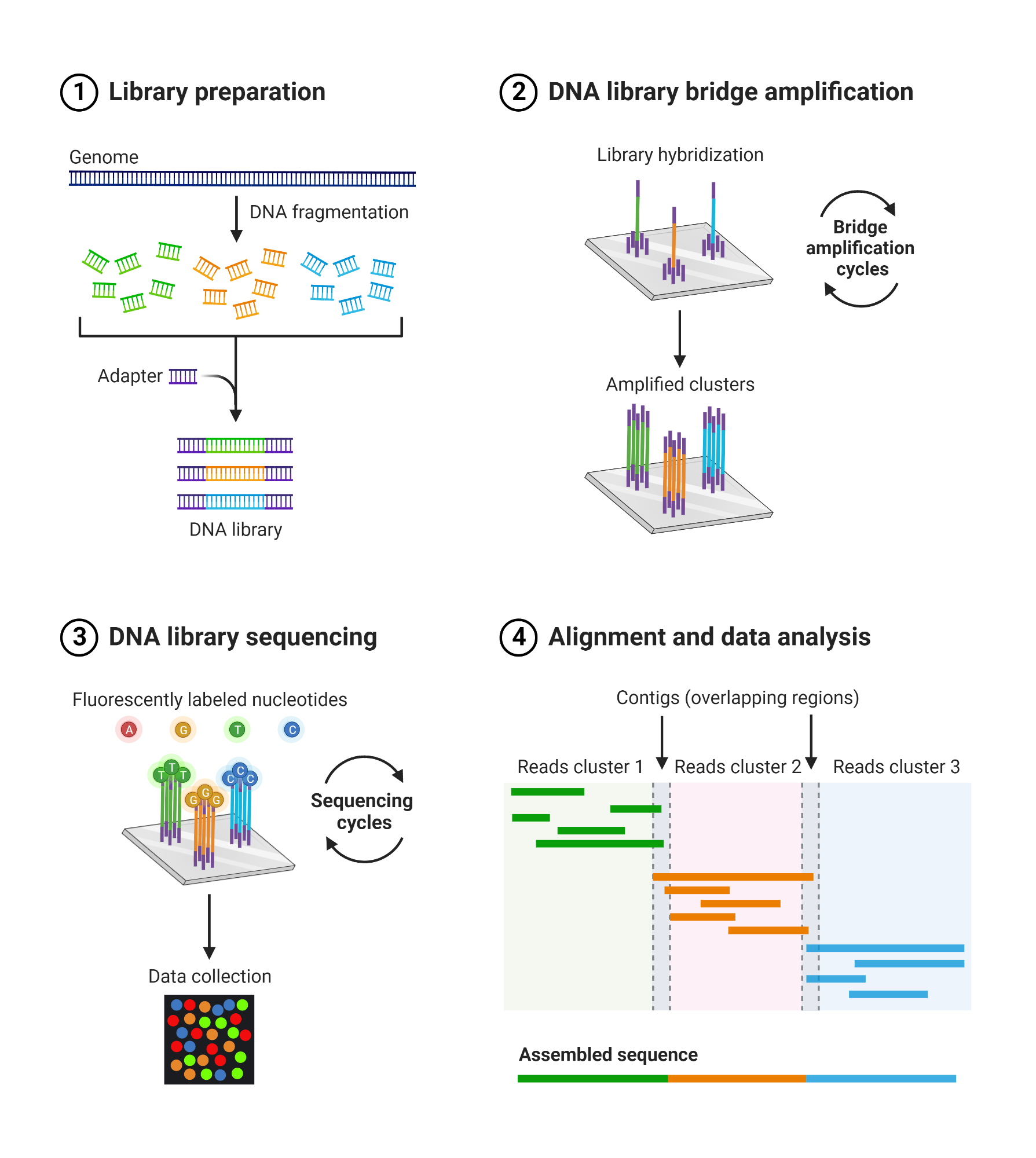 Next Generation Sequencing Illumina BioRender Science Templates Next Generation Sequencing Illumina BioRender Science Templates