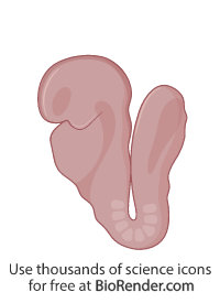 Free Mouse brain (sagittal cut, hippocampus) Icons, Symbols & Images ...